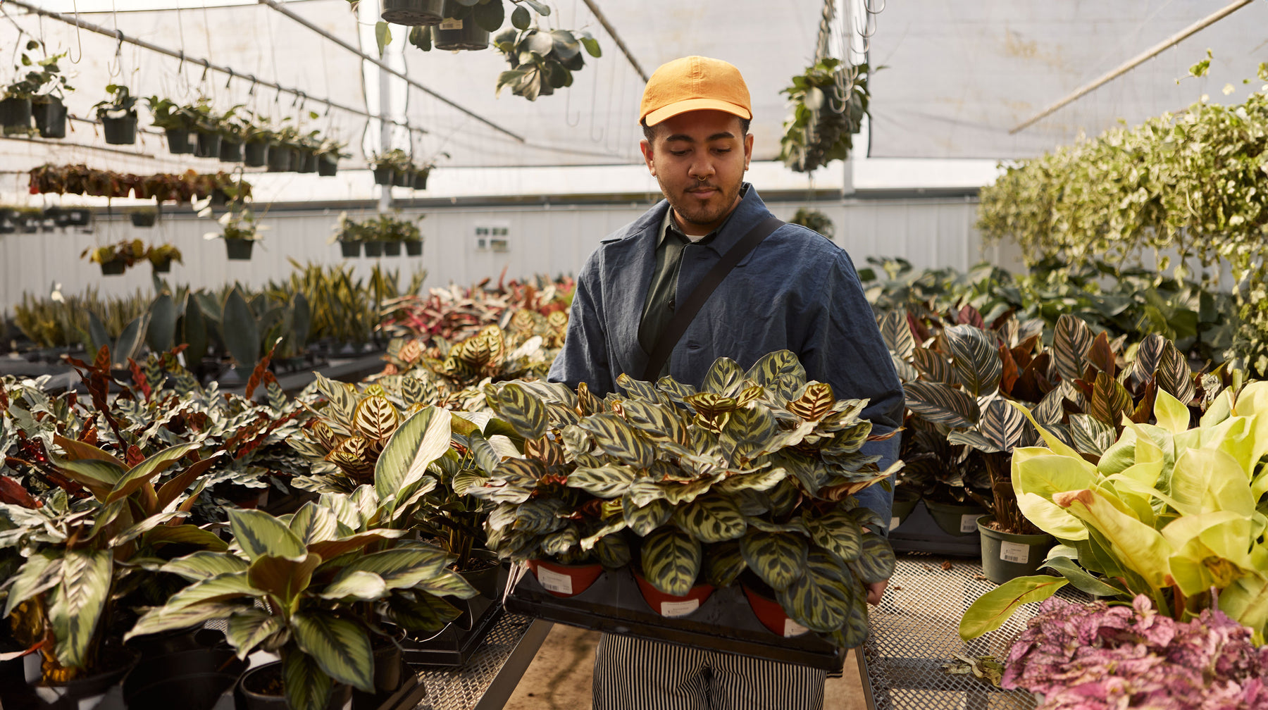 A Seattle Shop – Glasswing