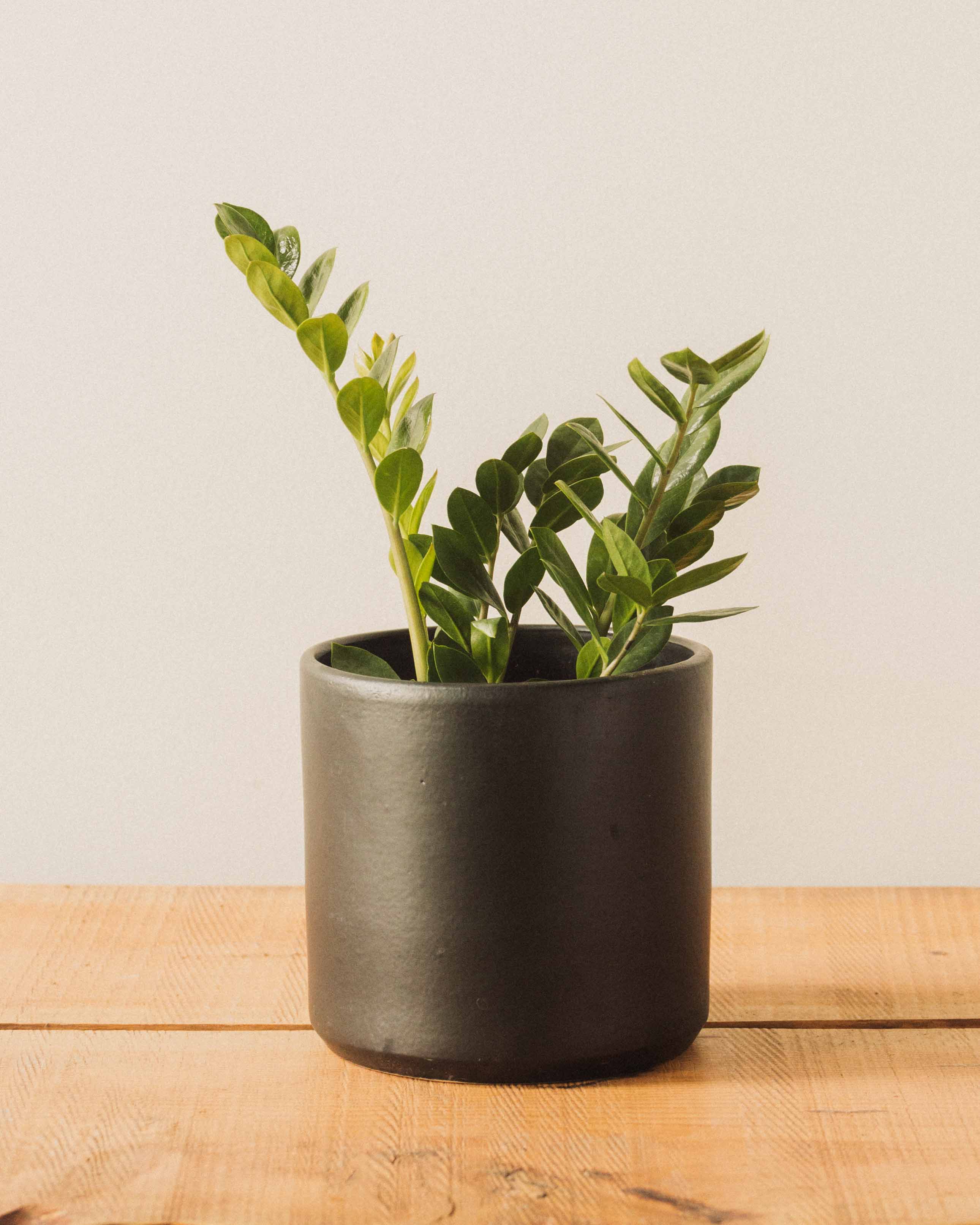 Modern Cylinder Pot, Black – Glasswing