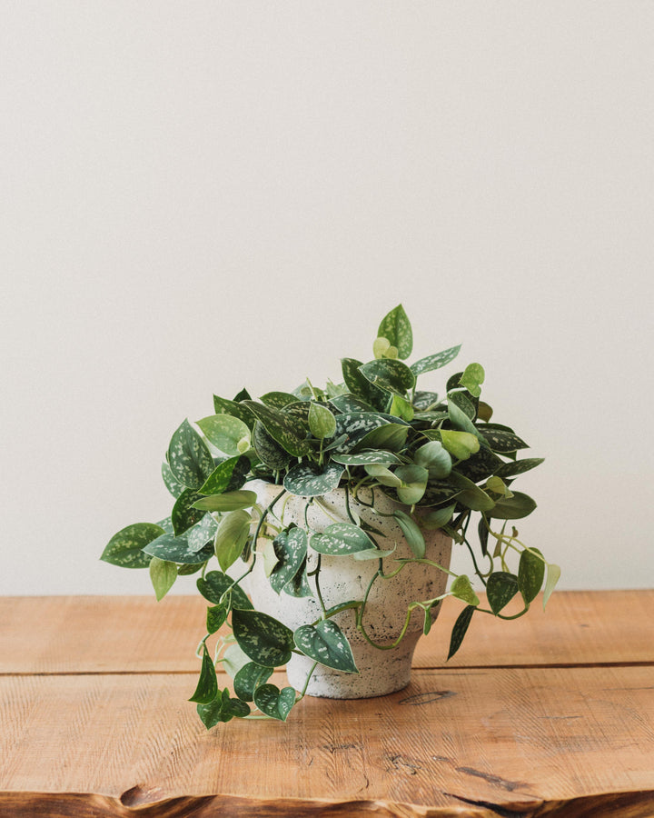 Scindapsus pictus, ‘Silver Splash Pothos’ – Glasswing