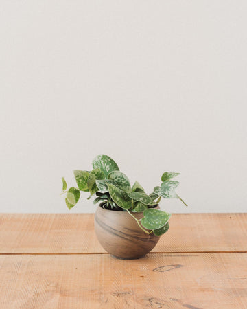 Scindapsus pictus, ‘Silver Splash Pothos’ – Glasswing