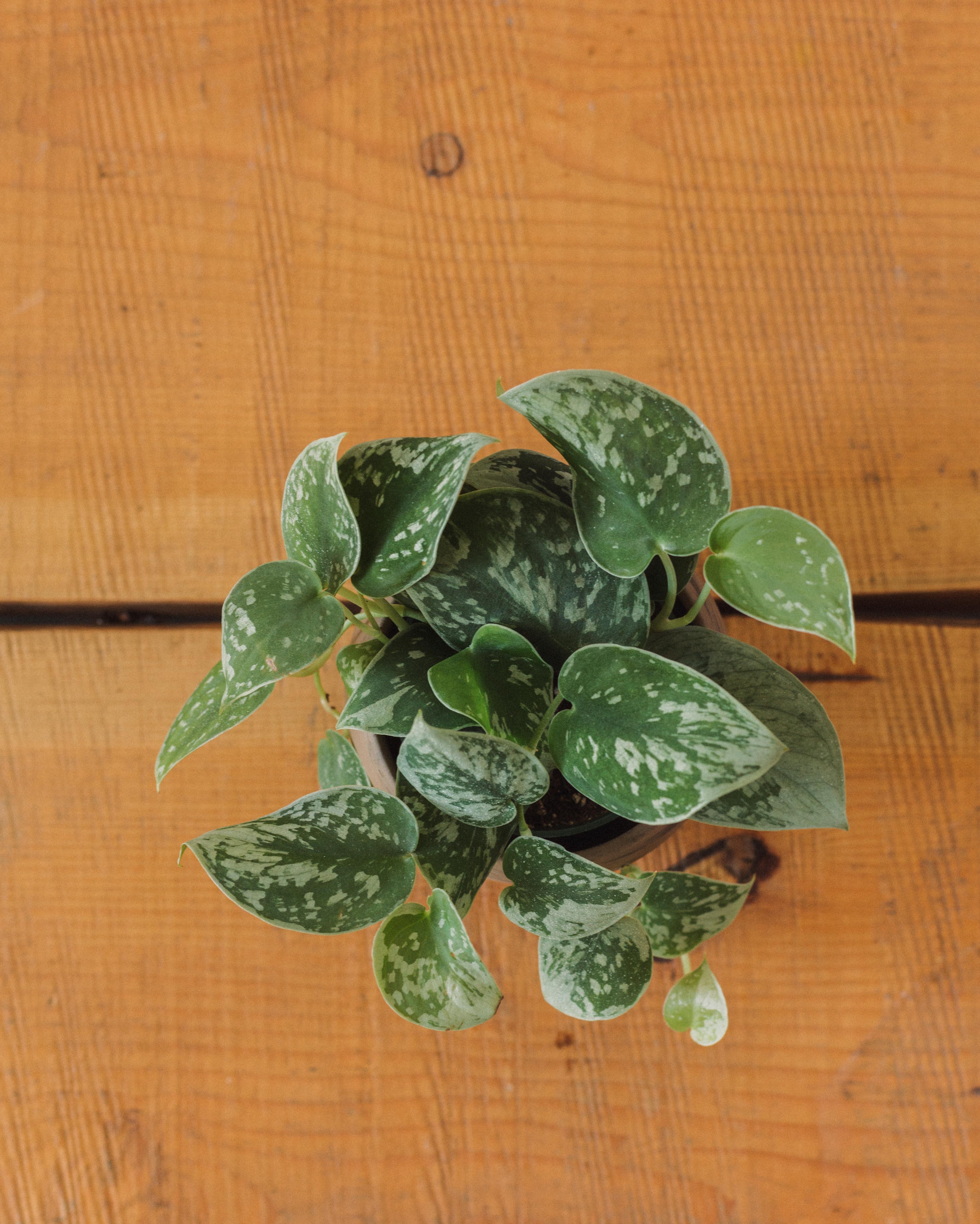 Scindapsus pictus, ‘Silver Splash Pothos’ – Glasswing