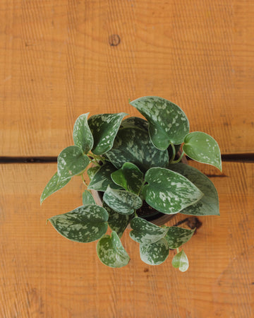 Scindapsus pictus, ‘Silver Splash Pothos’ – Glasswing