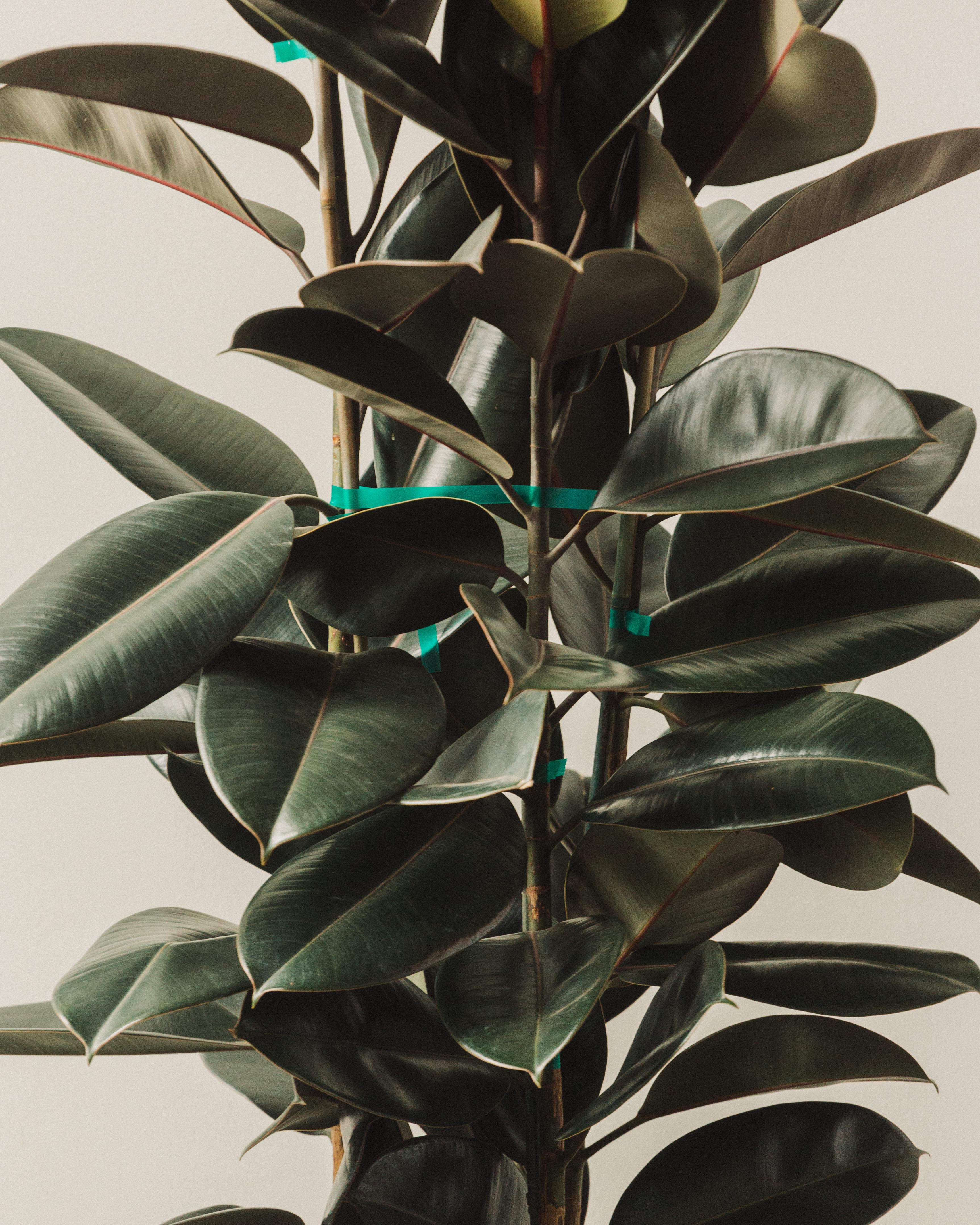 Ficus decora, "Rubber Plant" Burgundy – Glasswing