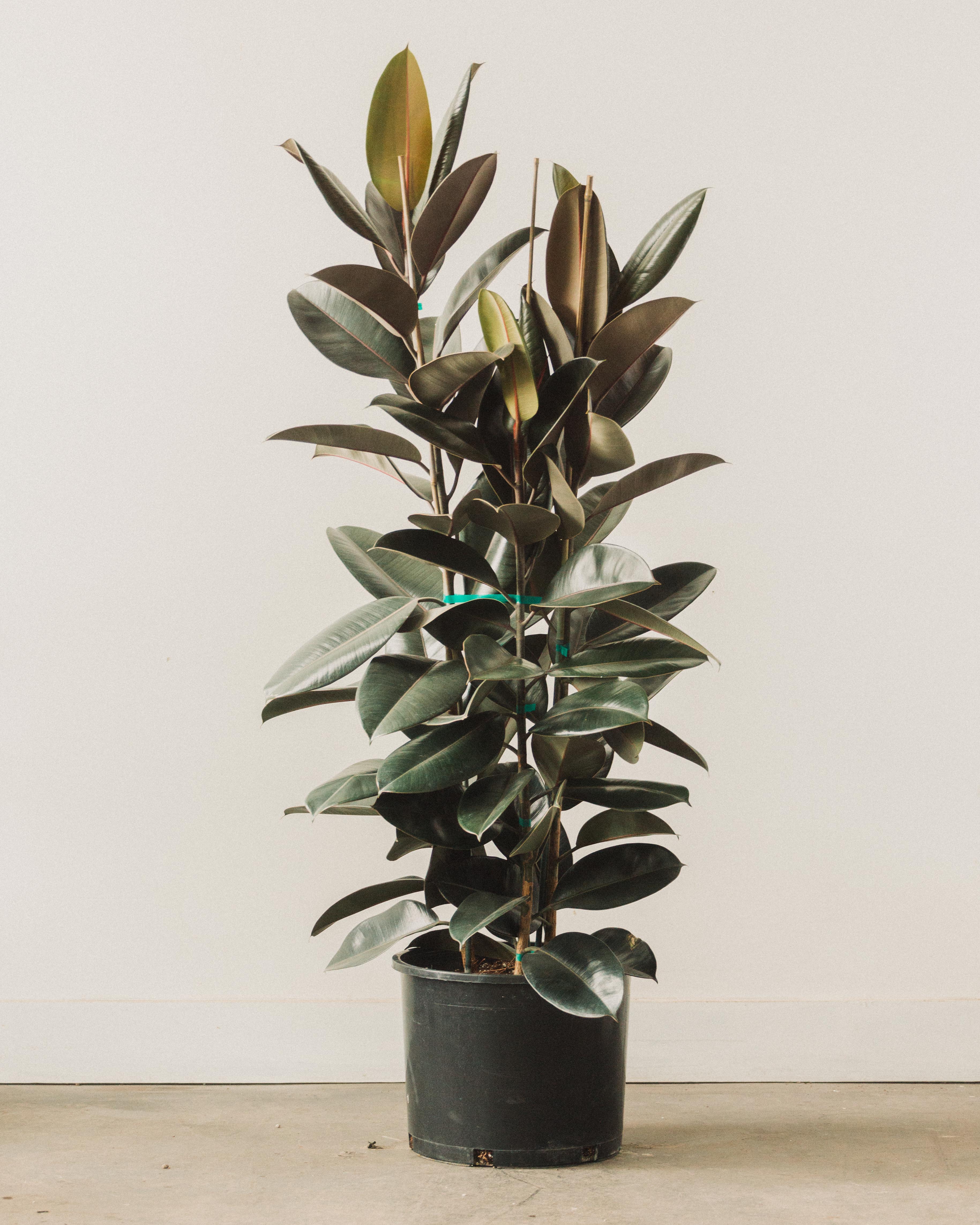 Ficus decora, "Rubber Plant" Burgundy – Glasswing