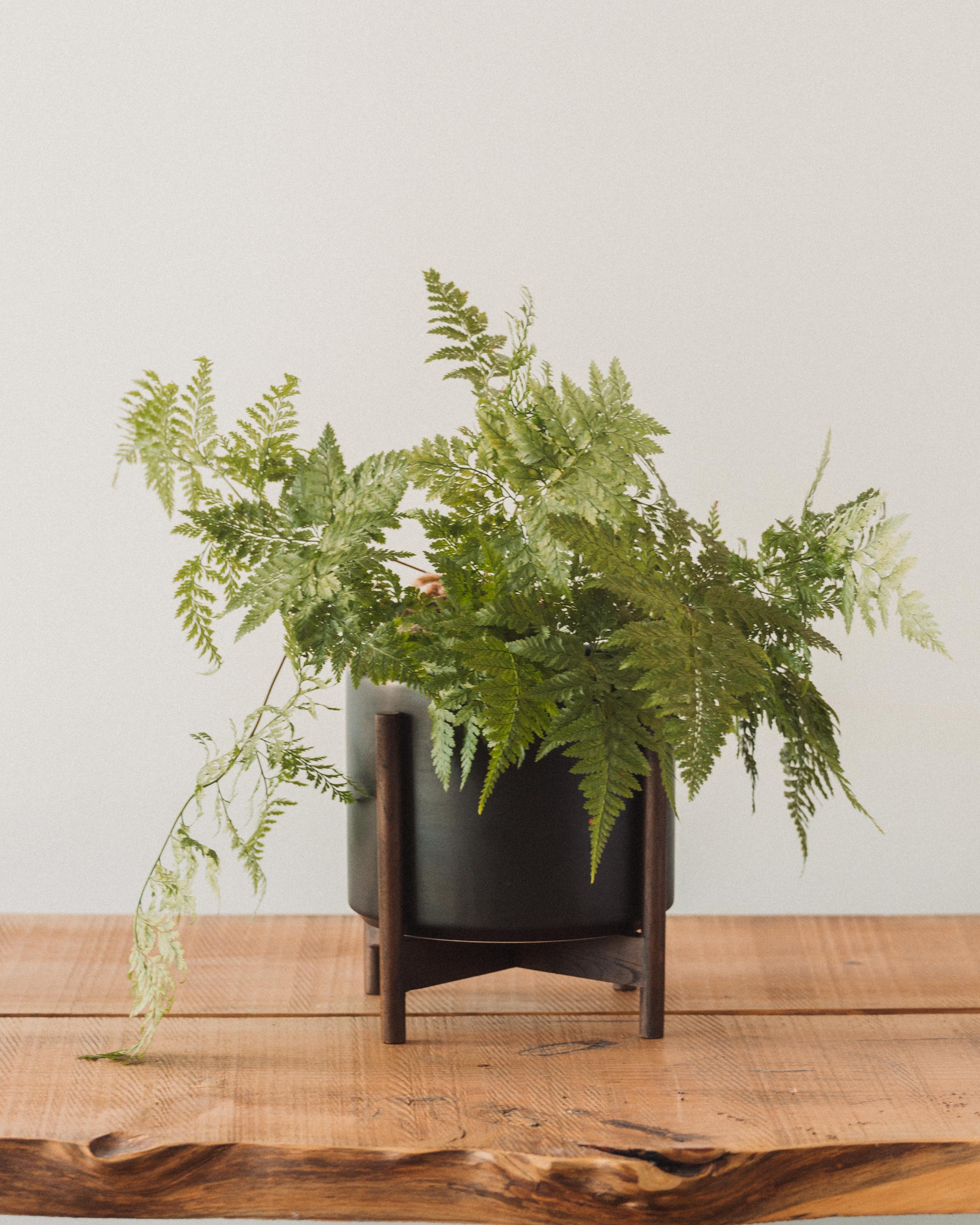 The Eight Planter – Glasswing