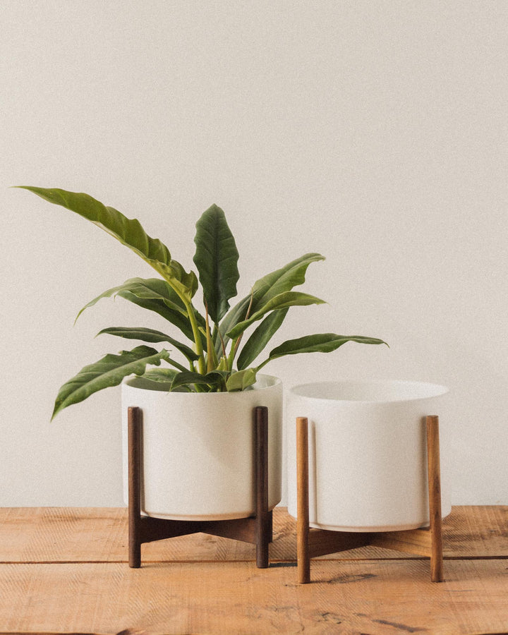 The Eight Planter – Glasswing