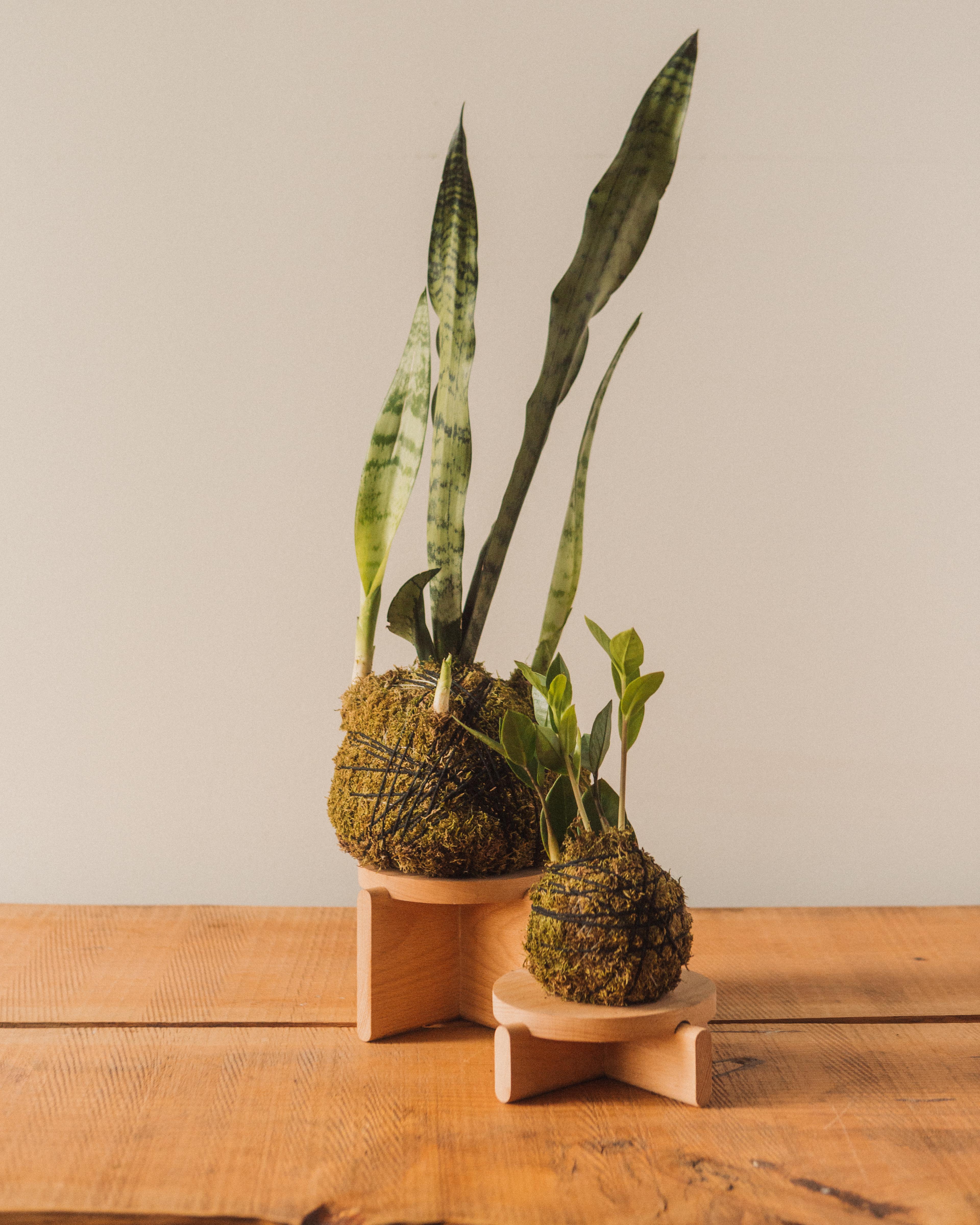 Kokedama Workshop, Living Vessels | Glasswing Shop
