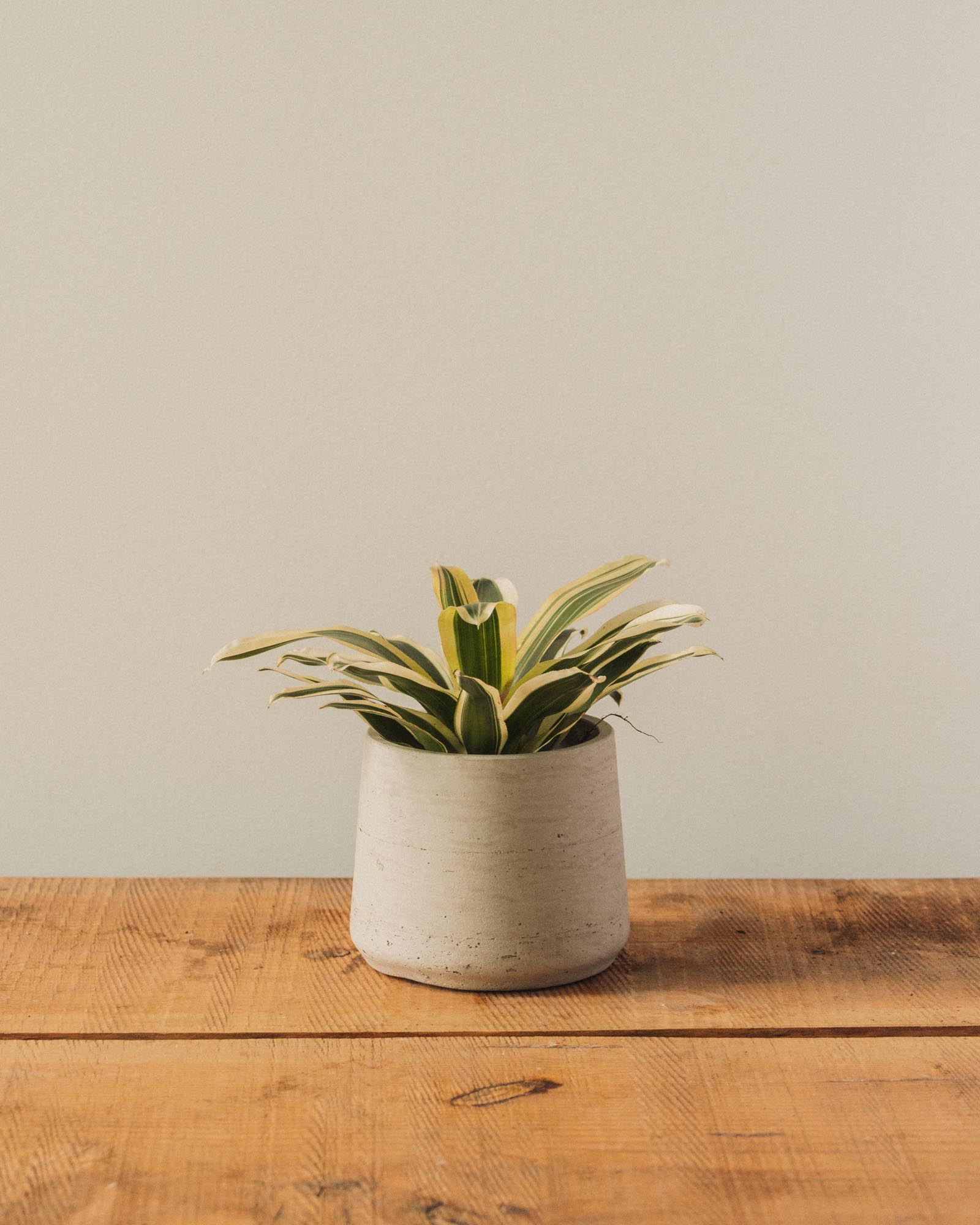 Patt Pots, Natural – Glasswing