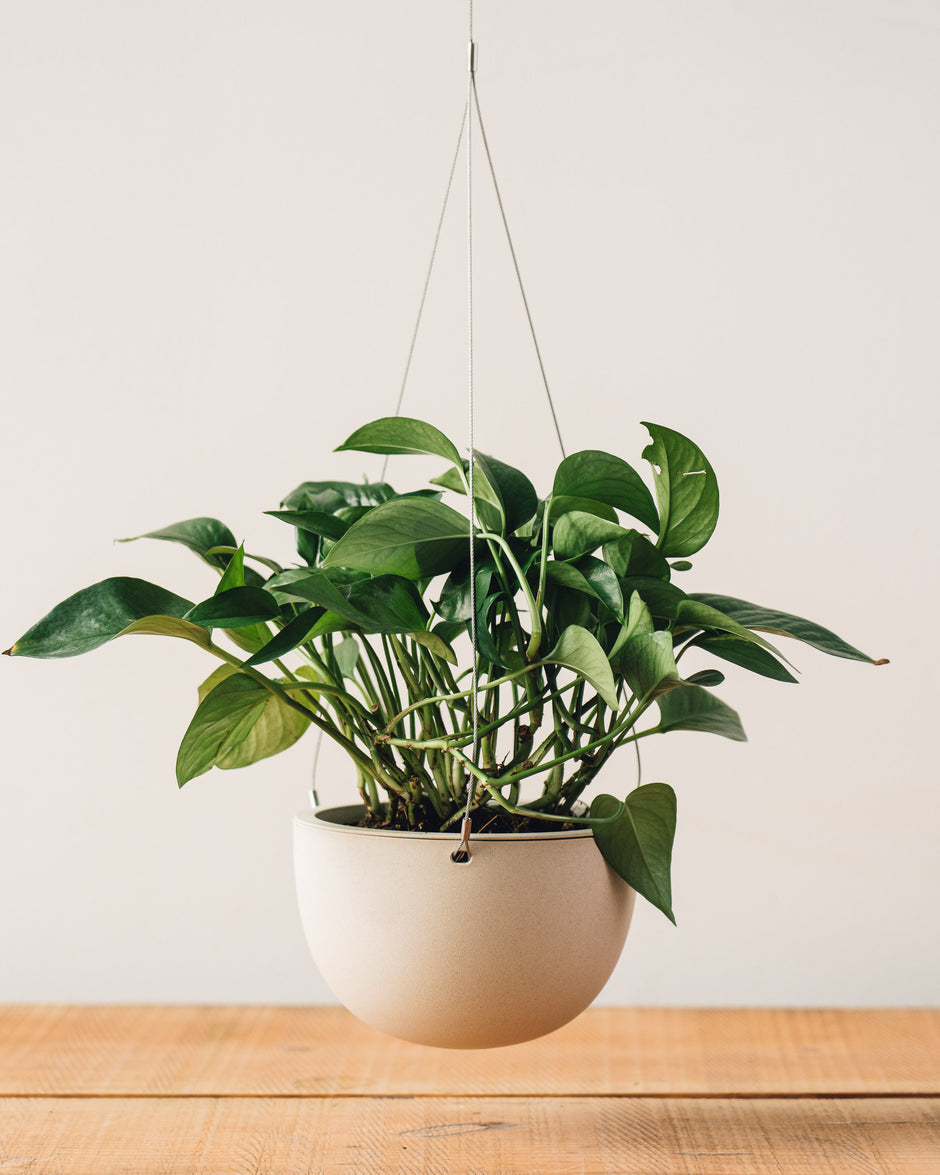 Kinto Hanging Pot, Beige – Glasswing