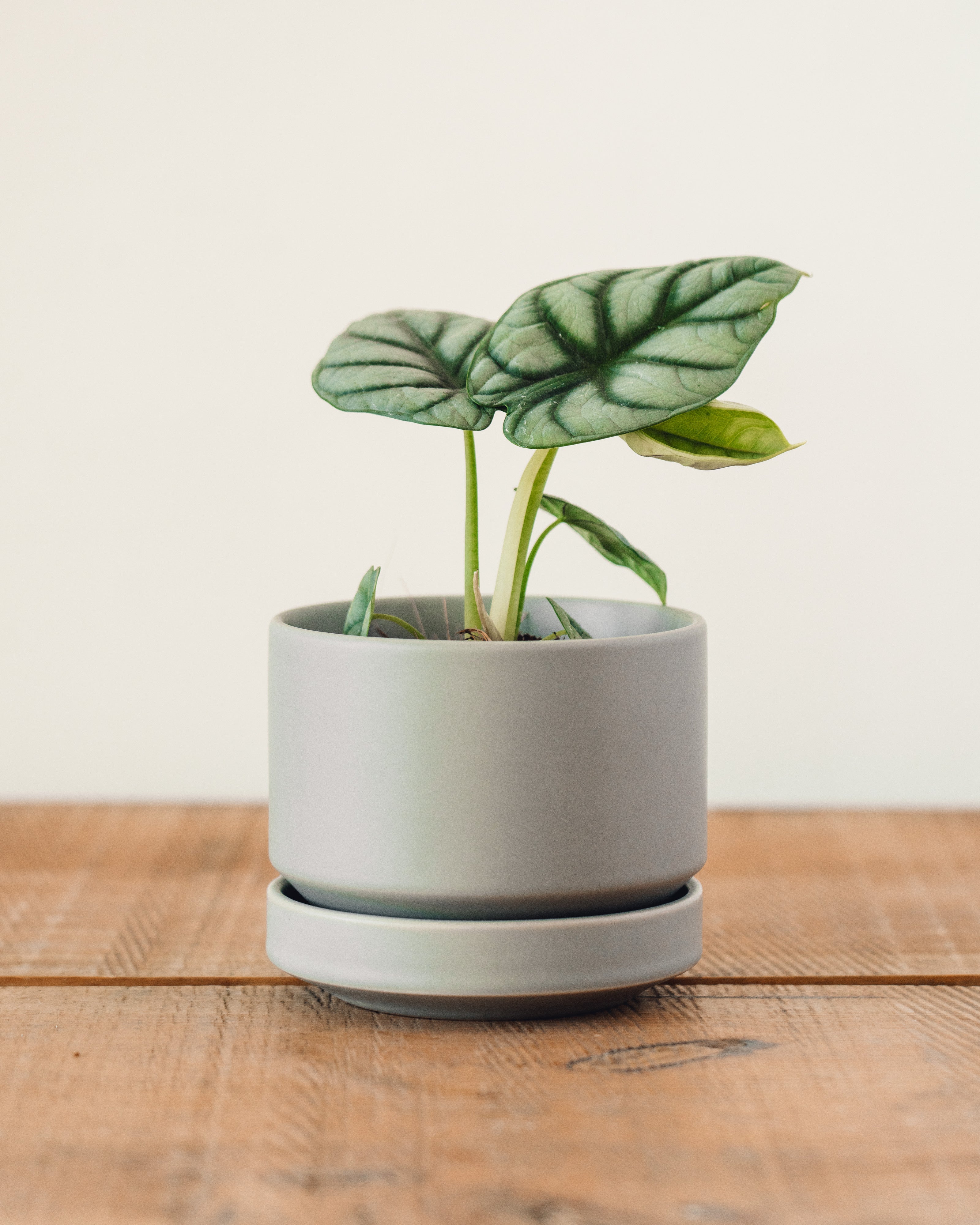 Alocasia baginda 'Silver Dragon' – Glasswing