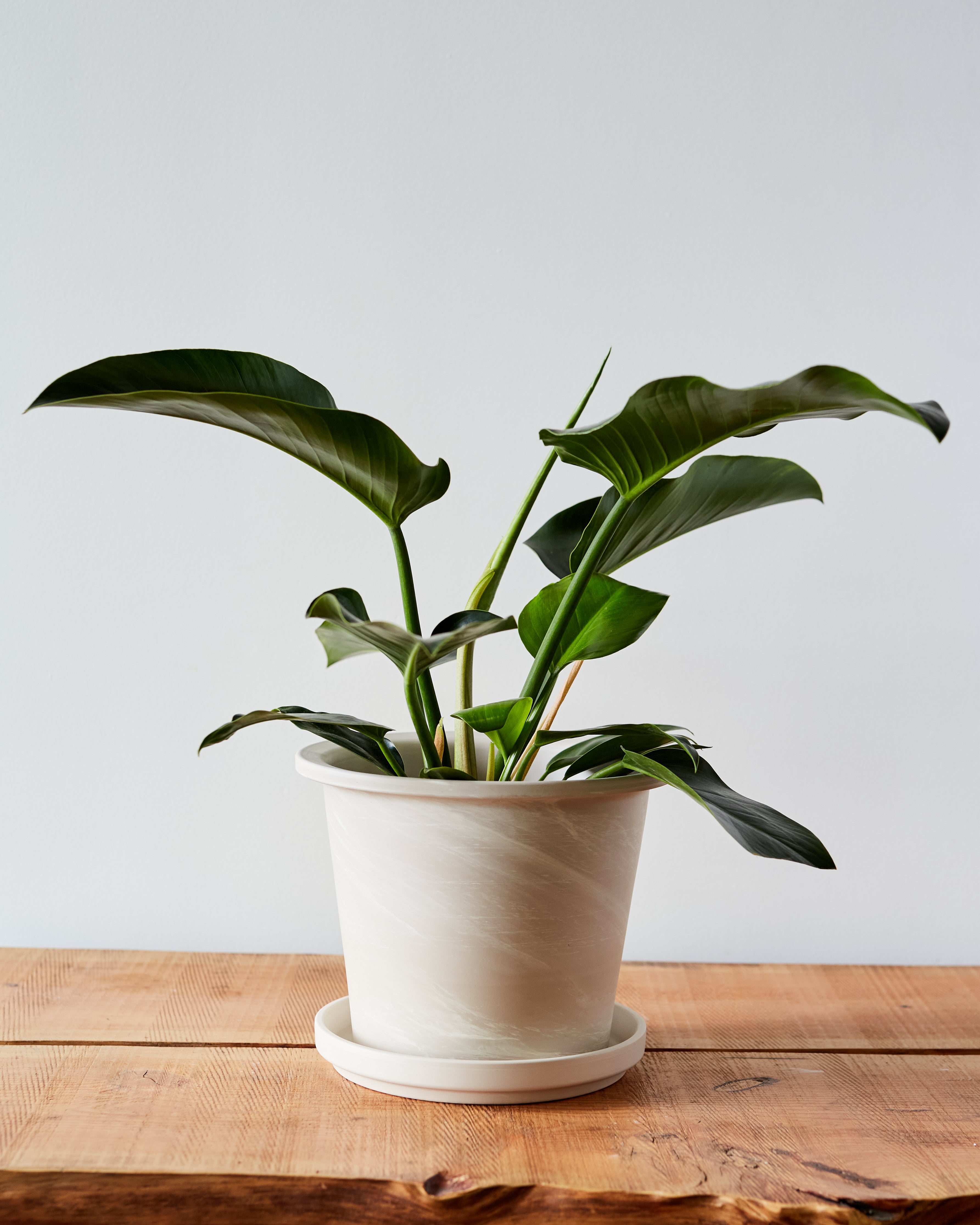 Granite Pot, Tan – Glasswing