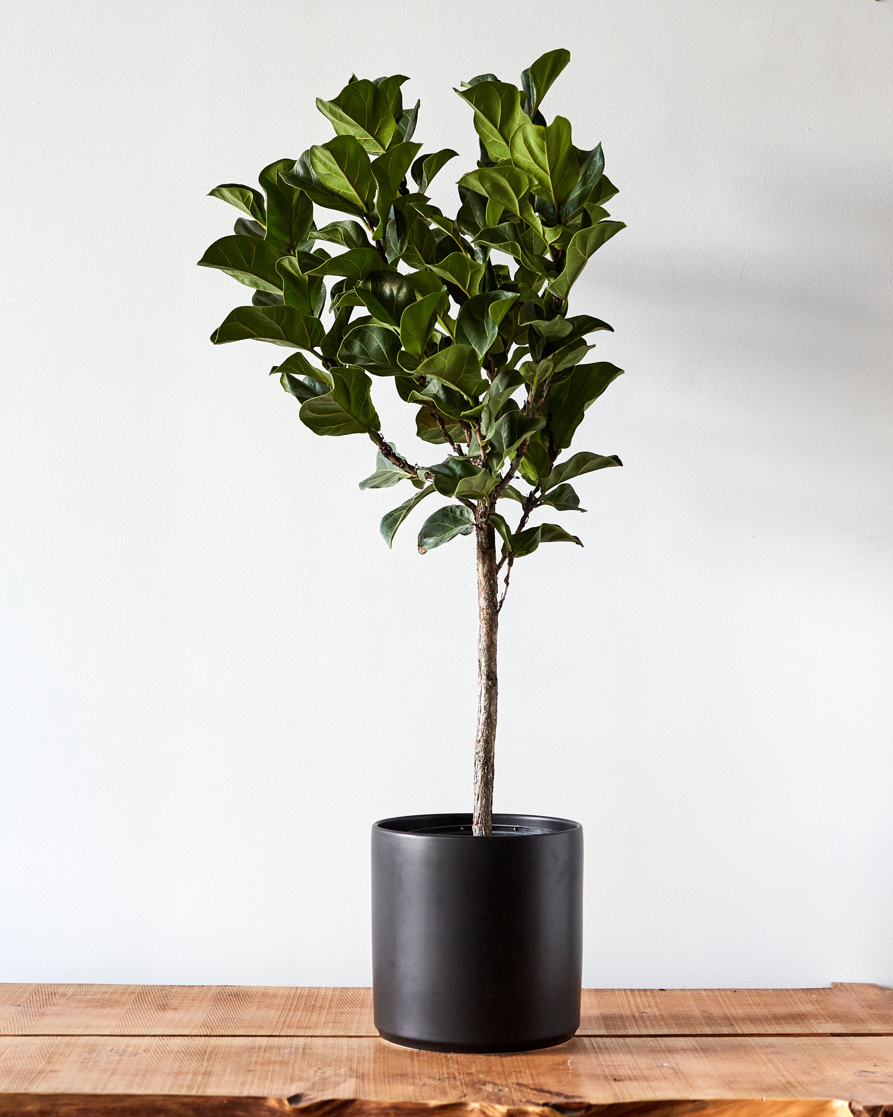 Ficus lyrata 'Little Fiddle' Tree, Fiddle Leaf Fig – Glasswing