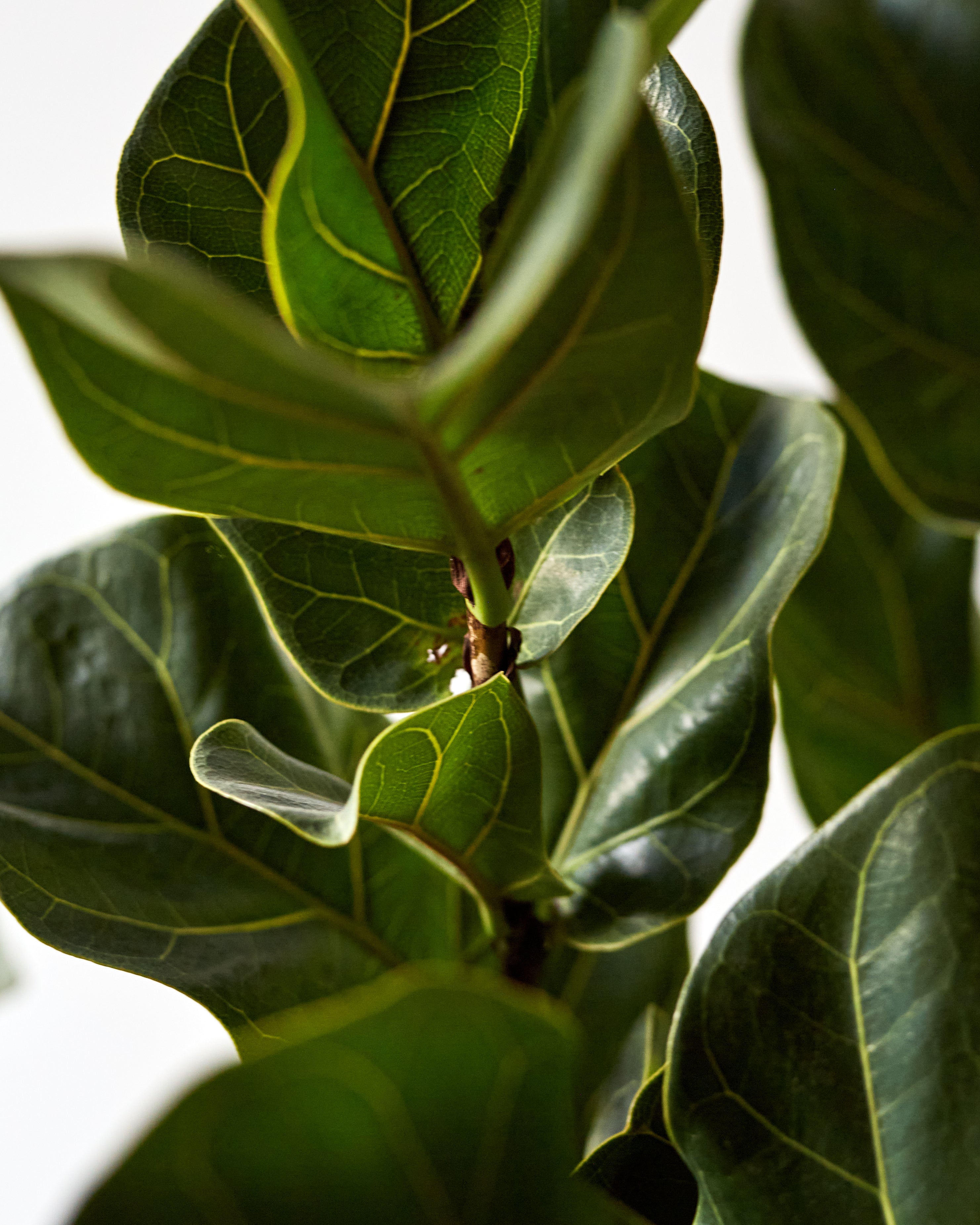 Ficus lyrata 'Little Fiddle' Tree, Fiddle Leaf Fig – Glasswing